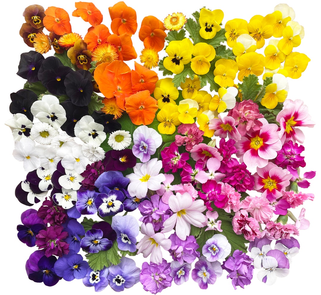 Real Edible Flowers for Cake Decorating and Cocktails - Etsy