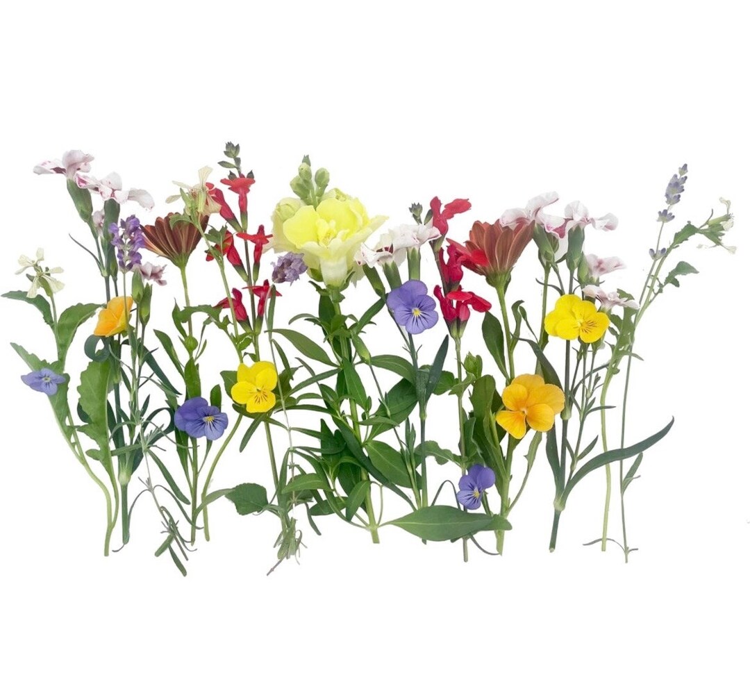 Edible Flowers Multi Coloured Stems - Etsy