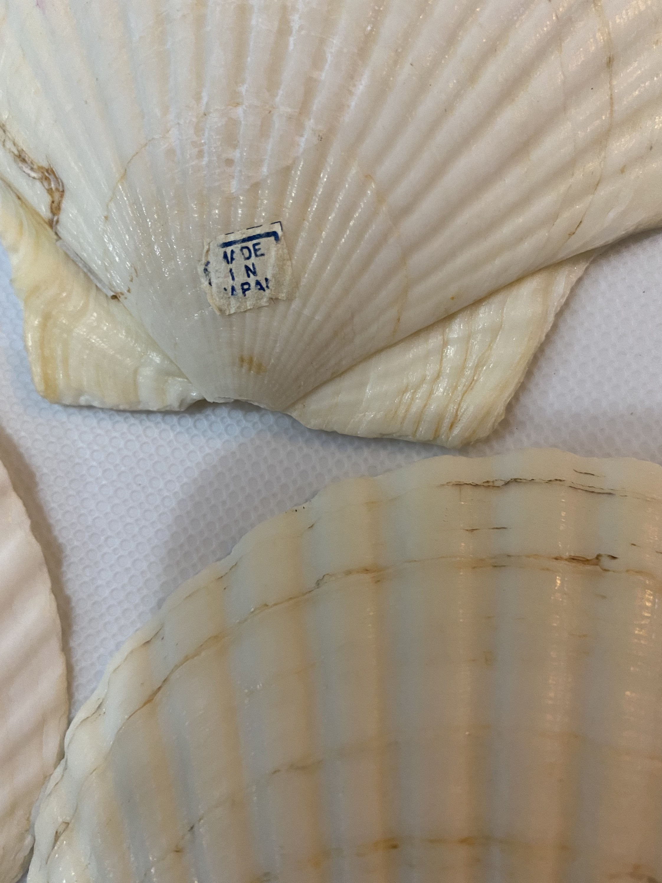 Scalloped clam shell plates - Etsy.de
