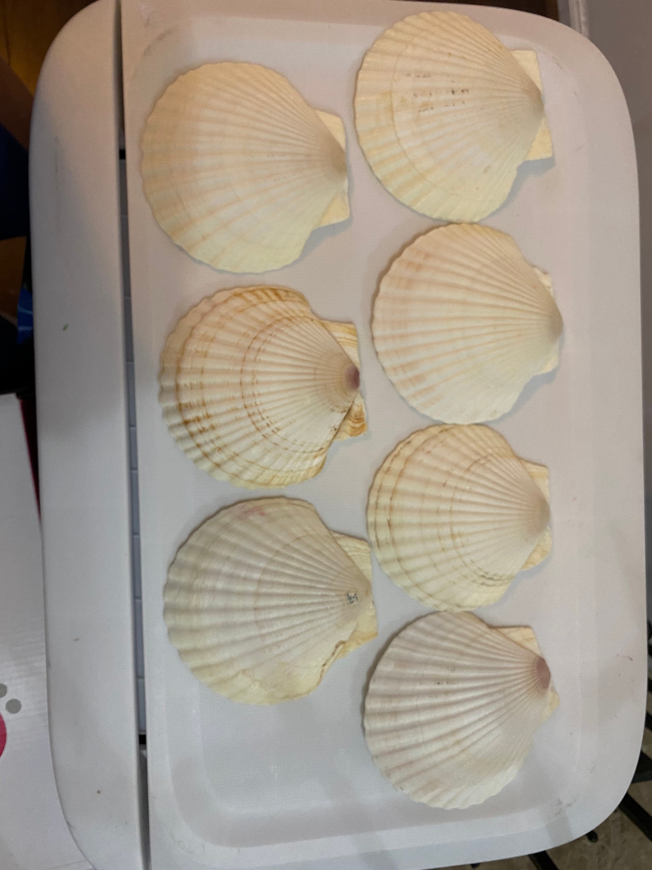 Scalloped clam shell plates - Etsy.de