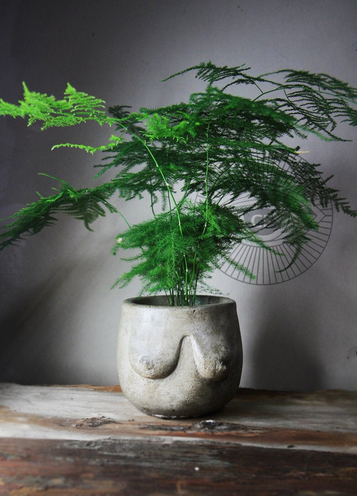 Boobies Planter Pot Concrete Female Body Plant Pot Body - Etsy UK