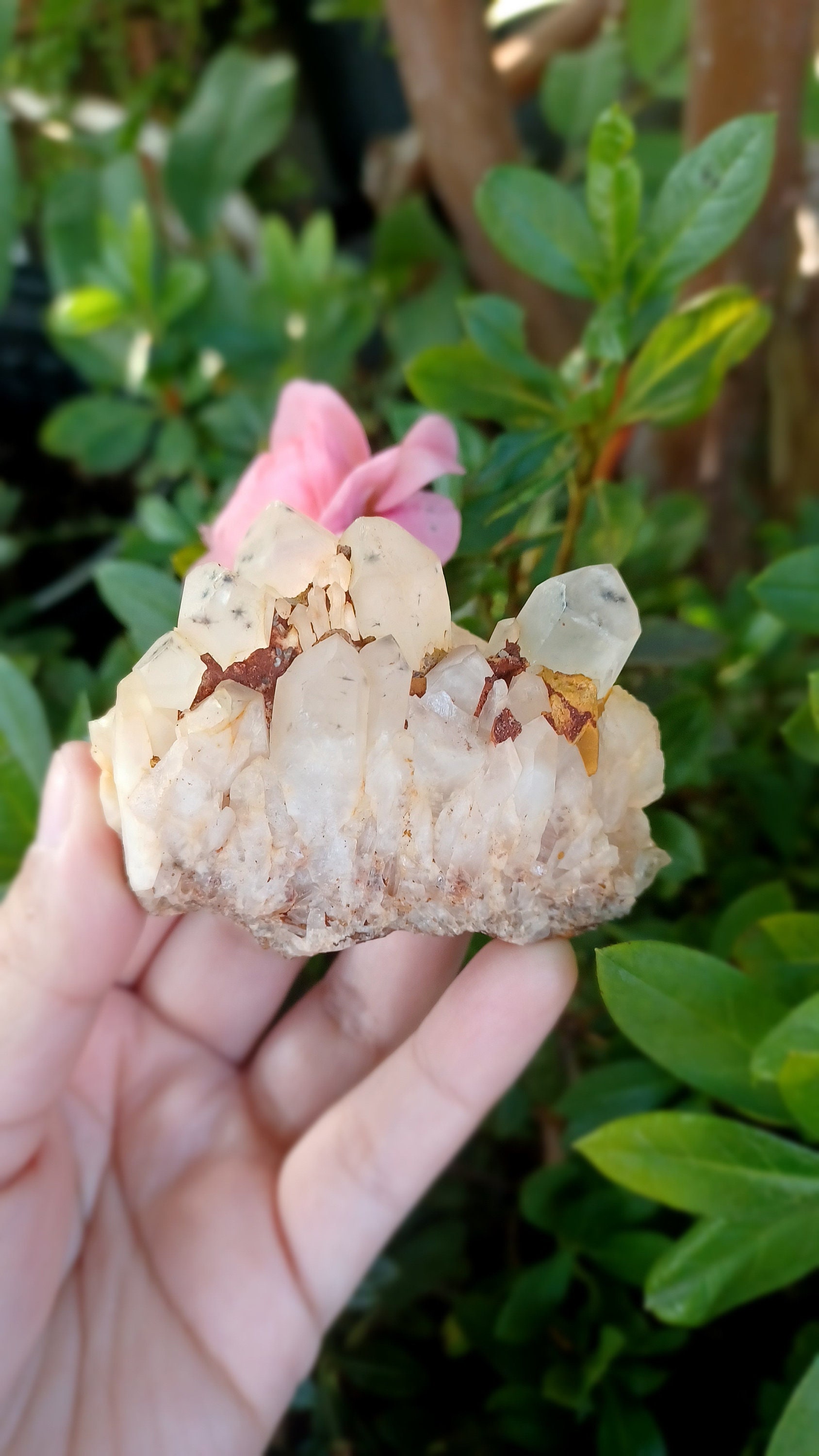 RARE Red Natural Hollandite Star/urchin Quartz Cluster Home Altar Decor ...