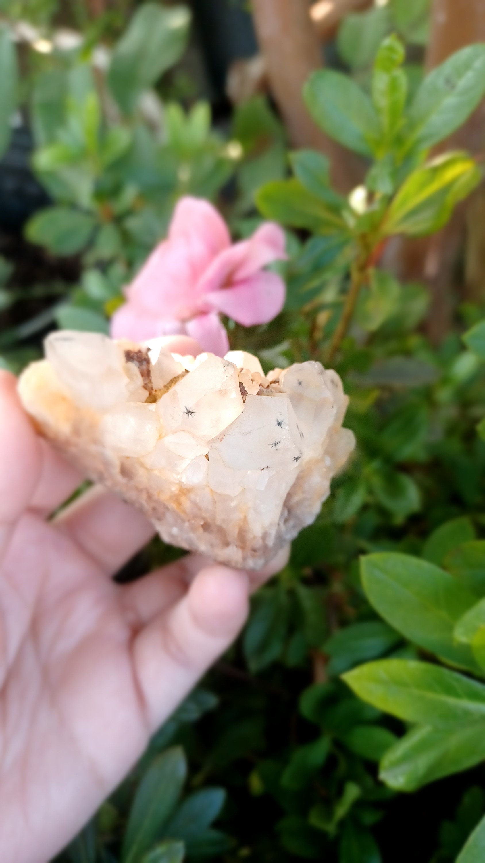 RARE Red Natural Hollandite Star/urchin Quartz Cluster Home Altar Decor ...