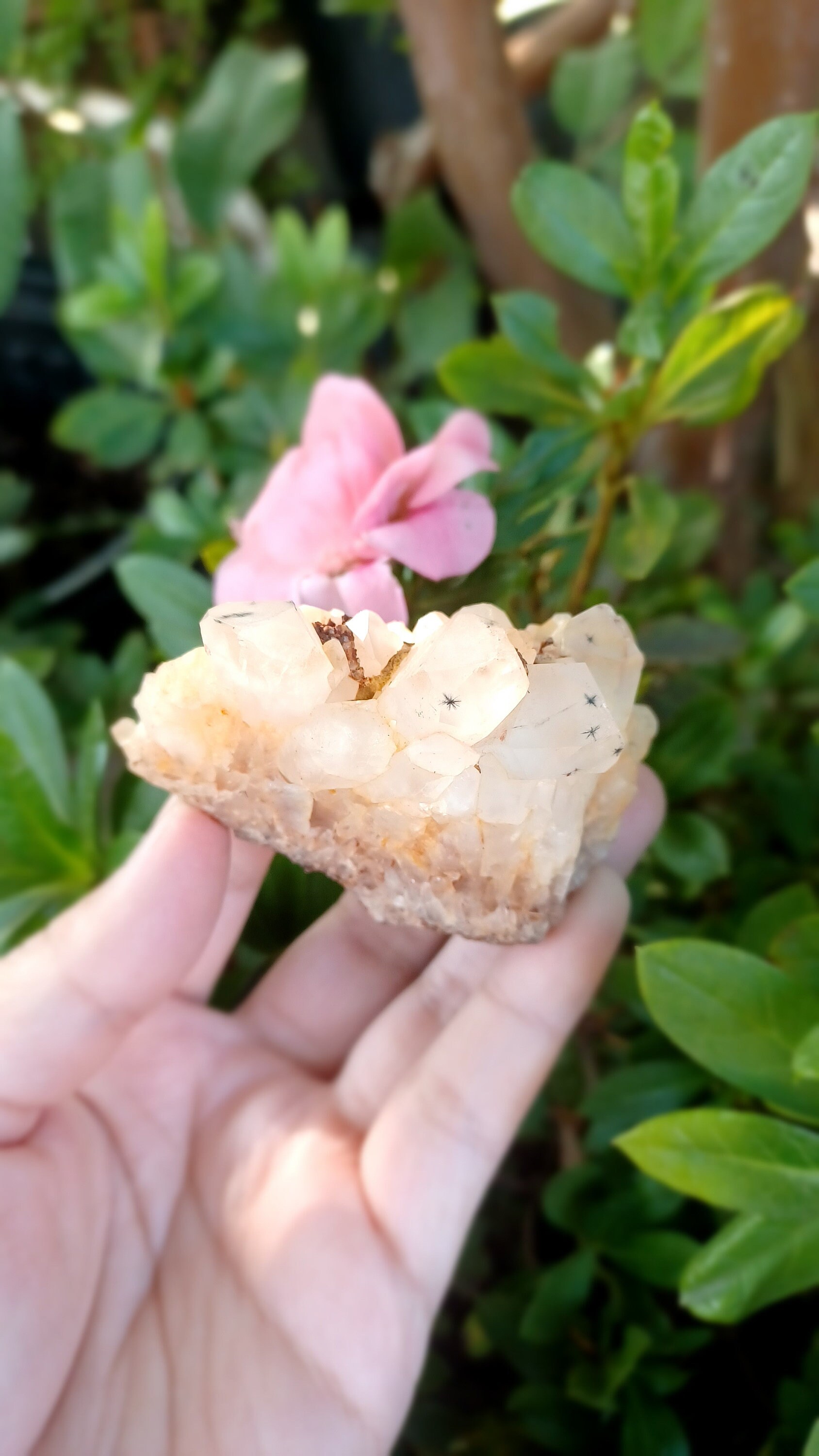RARE Red Natural Hollandite Star/urchin Quartz Cluster Home Altar Decor ...