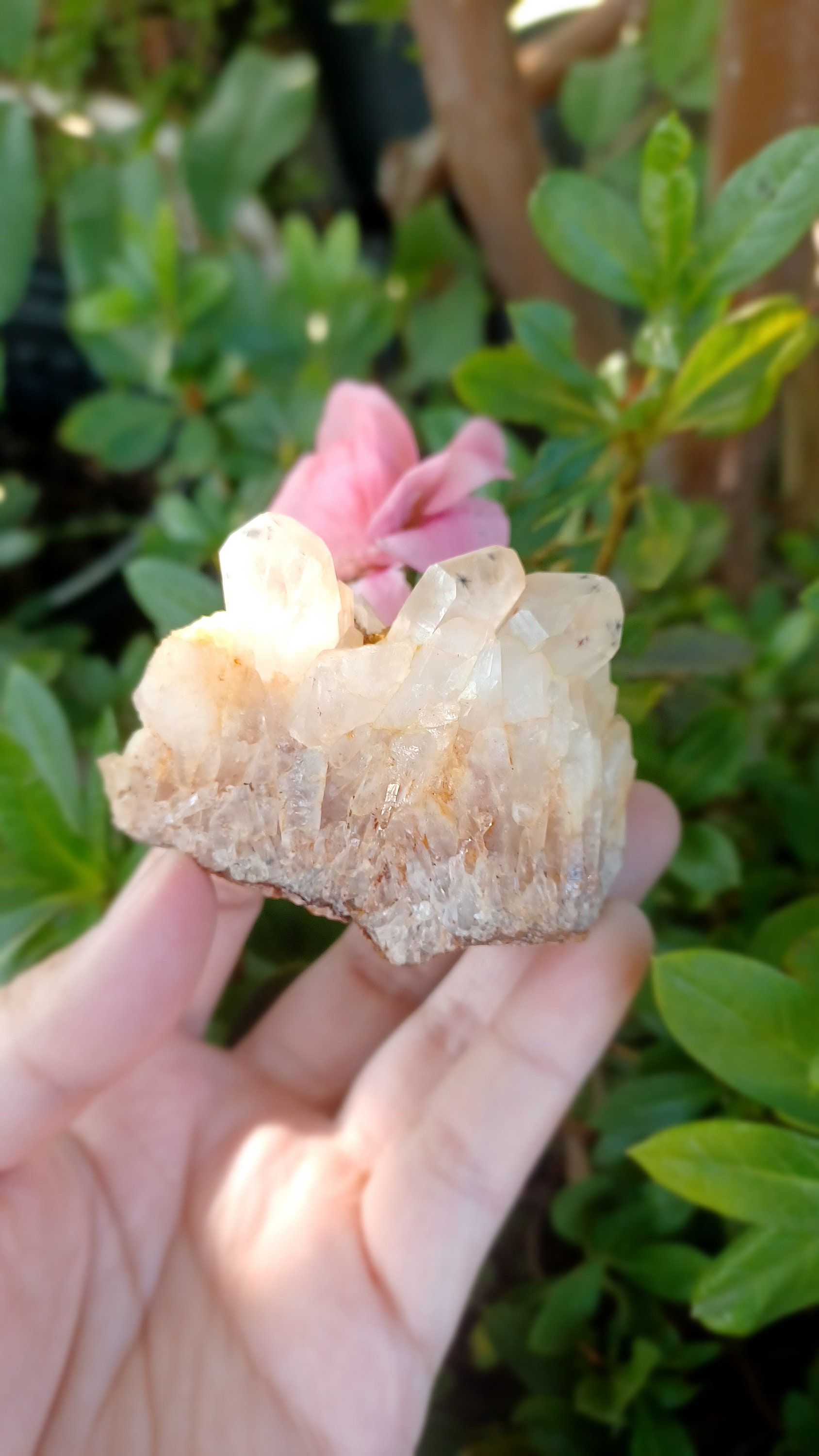RARE Red Natural Hollandite Star/urchin Quartz Cluster Home Altar Decor ...