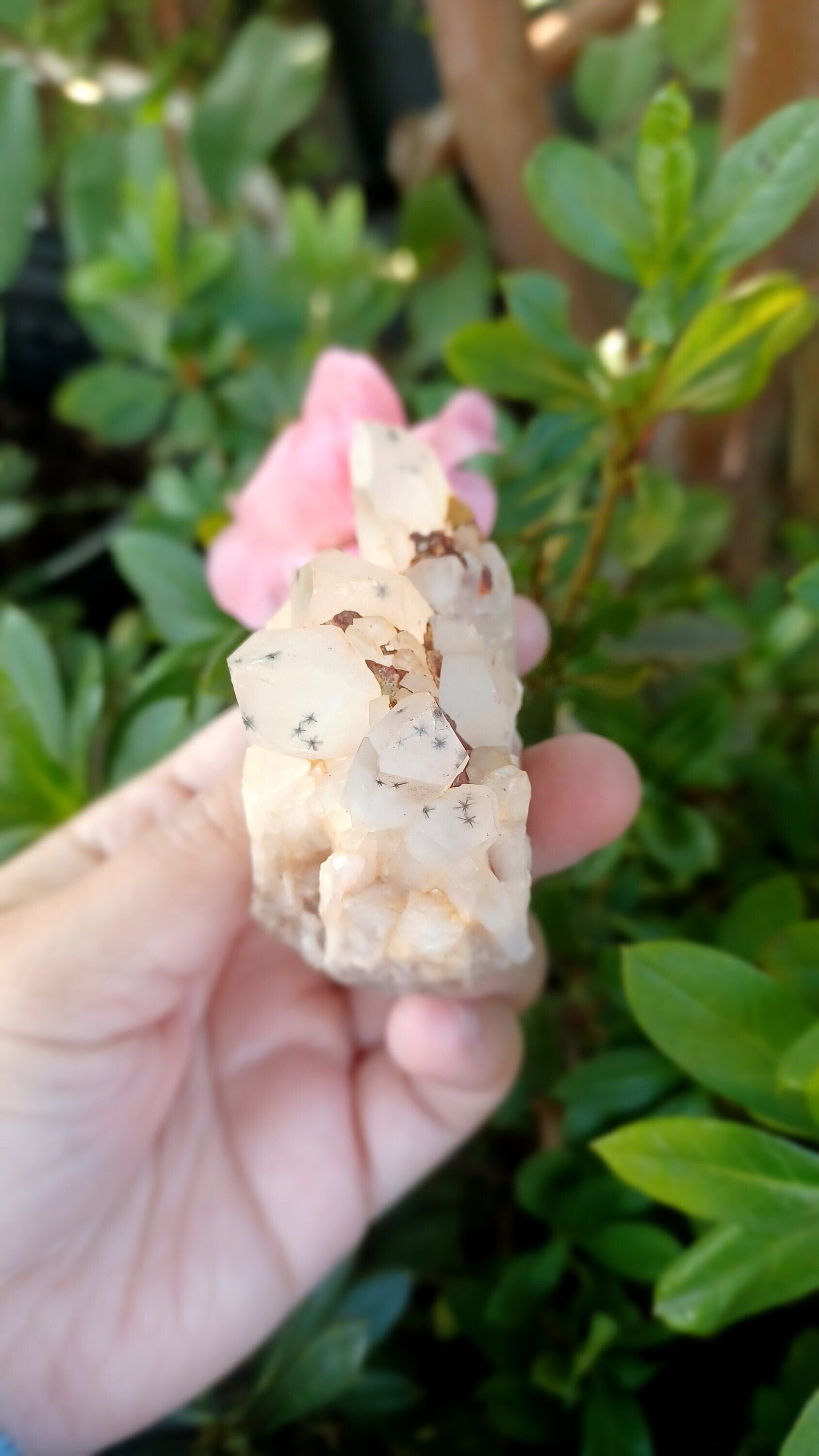 RARE Red Natural Hollandite Star/urchin Quartz Cluster Home Altar Decor ...