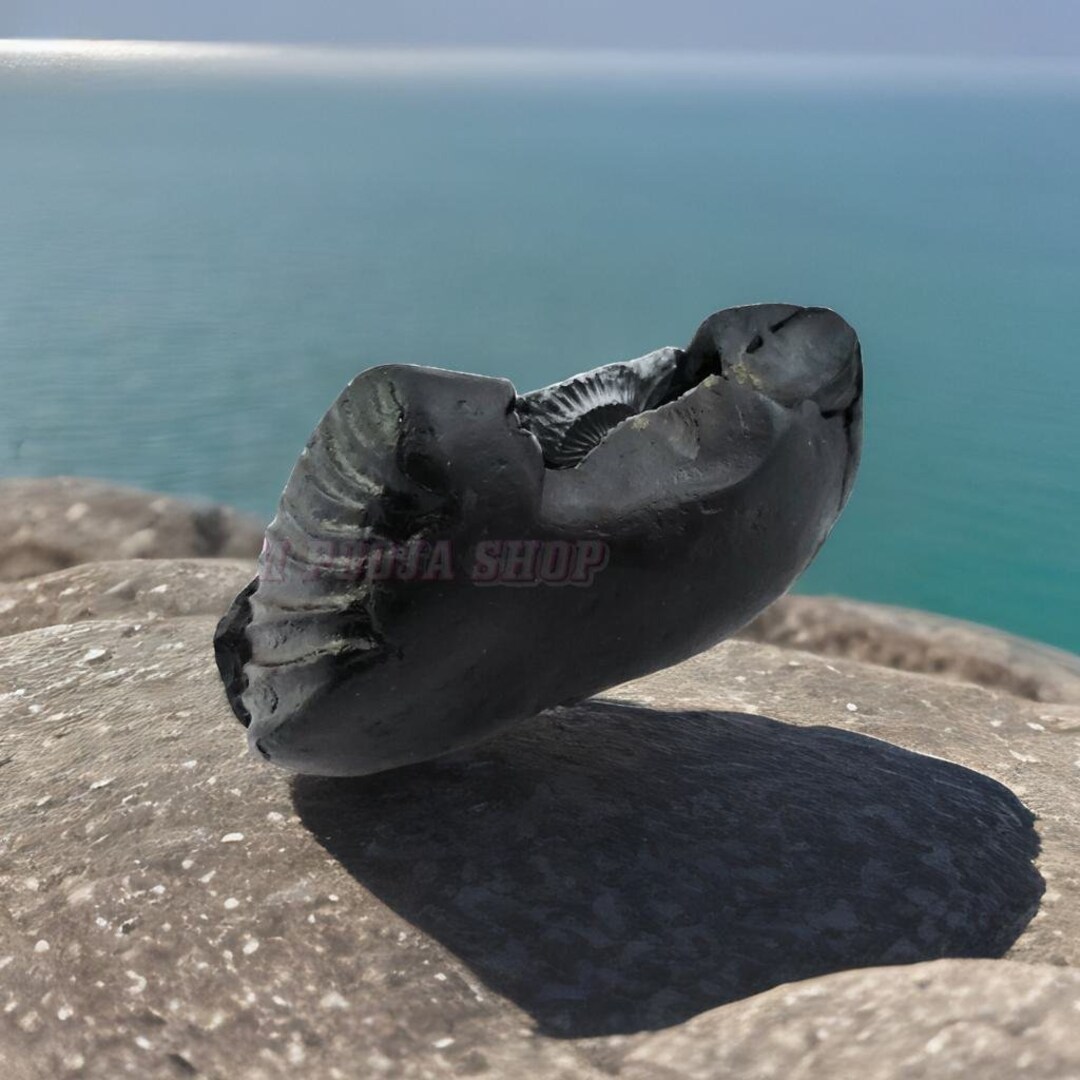 Matsya Shaligram Shila Stone 100% Real Original Saligram Shila From ...