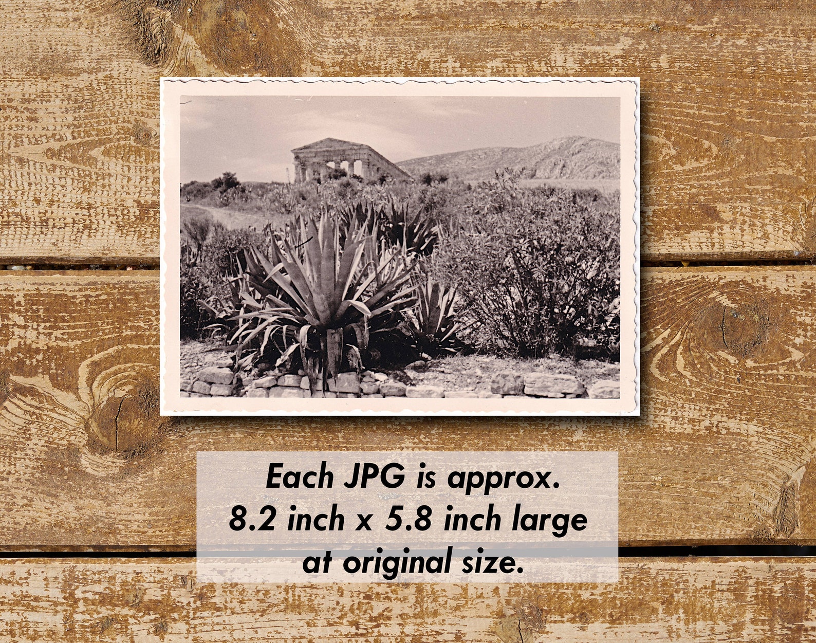 Vintage Polaroid-style Photos From the 1950s Download | Digital Scans ...