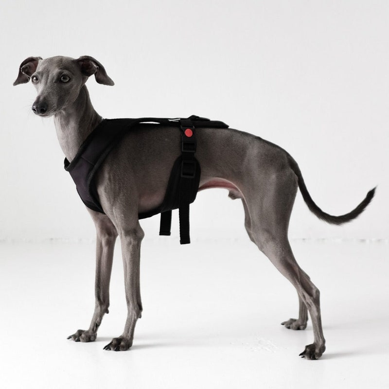 Italian Greyhound Harness - Etsy Australia