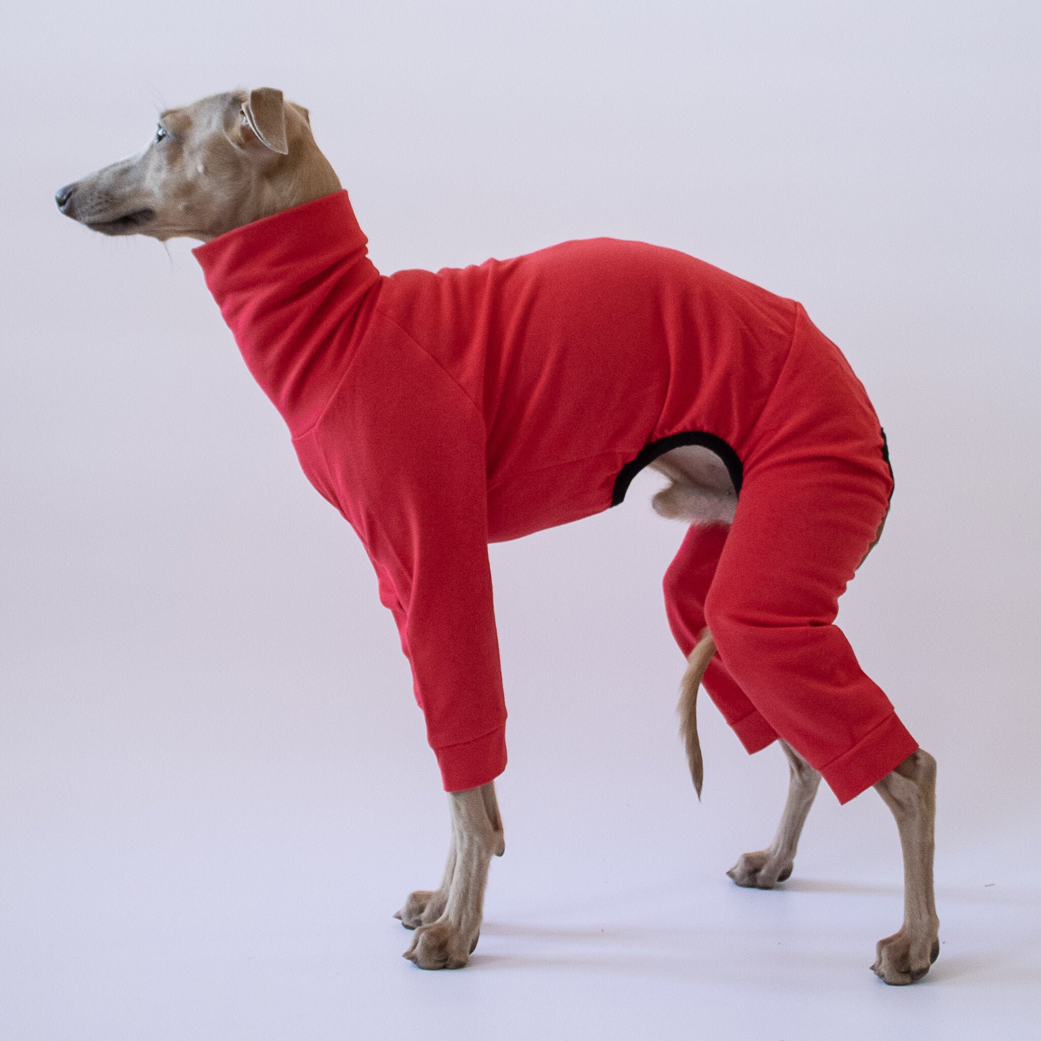 Red Italian Greyhound