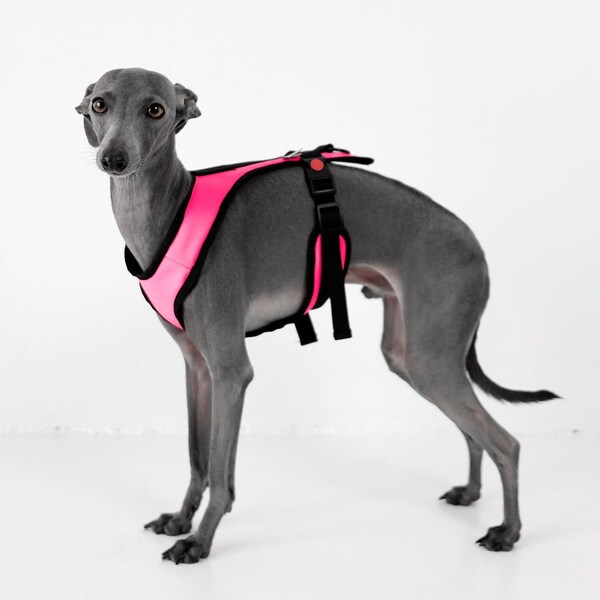 Italian Greyhound Harness - Etsy