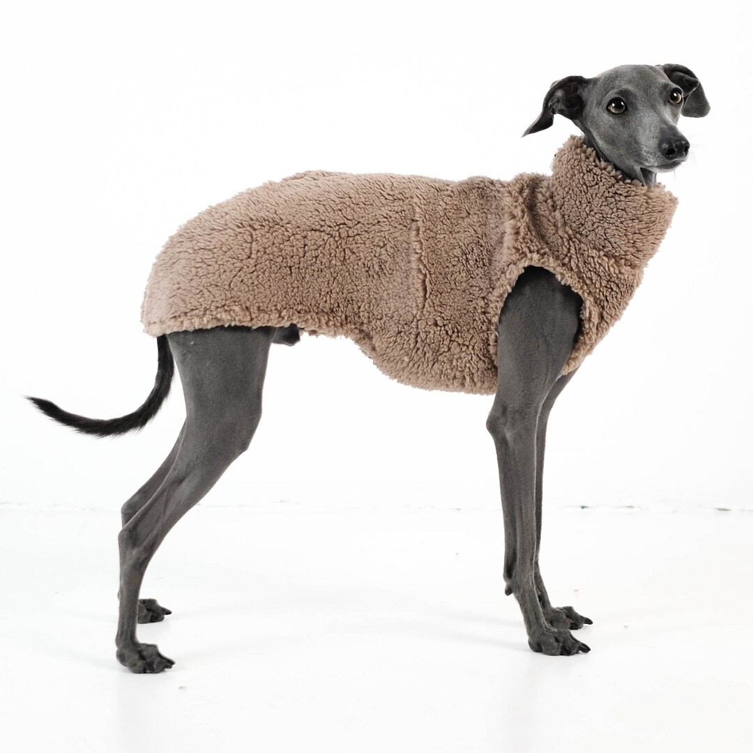 Teddy Long Shirt for Italian Greyhound Brown - Etsy