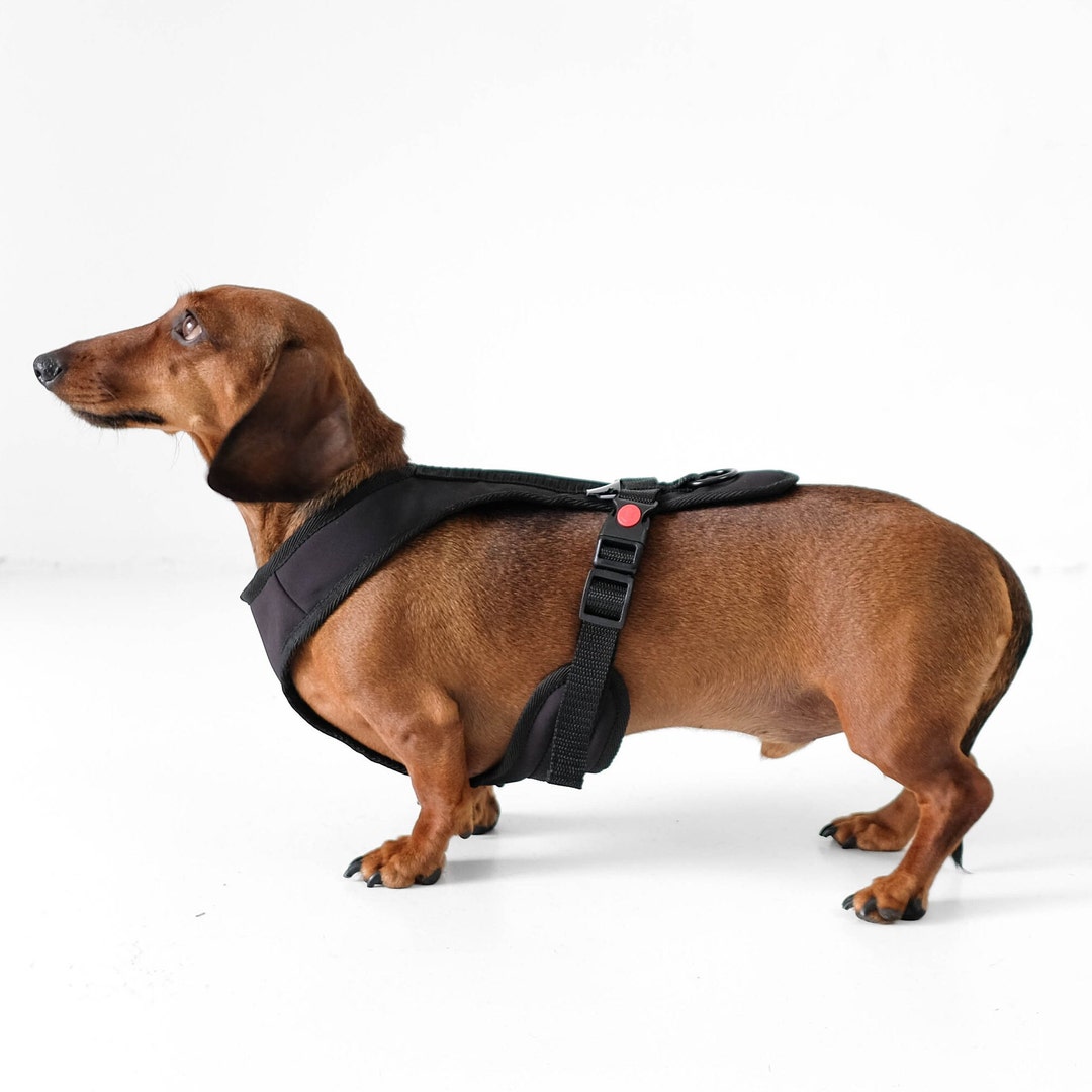 Dachshund Sports Harness Black - Etsy