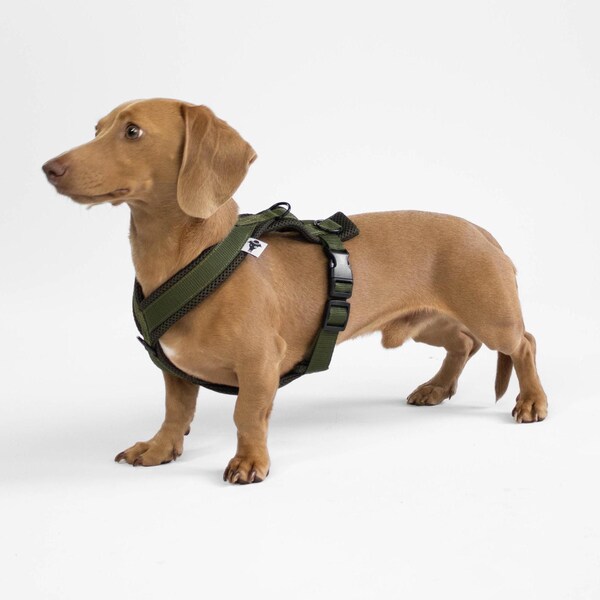 Dachshund Harness - Etsy