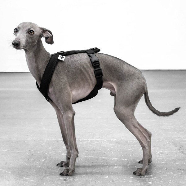 Italian Greyhound Harness - Etsy Australia