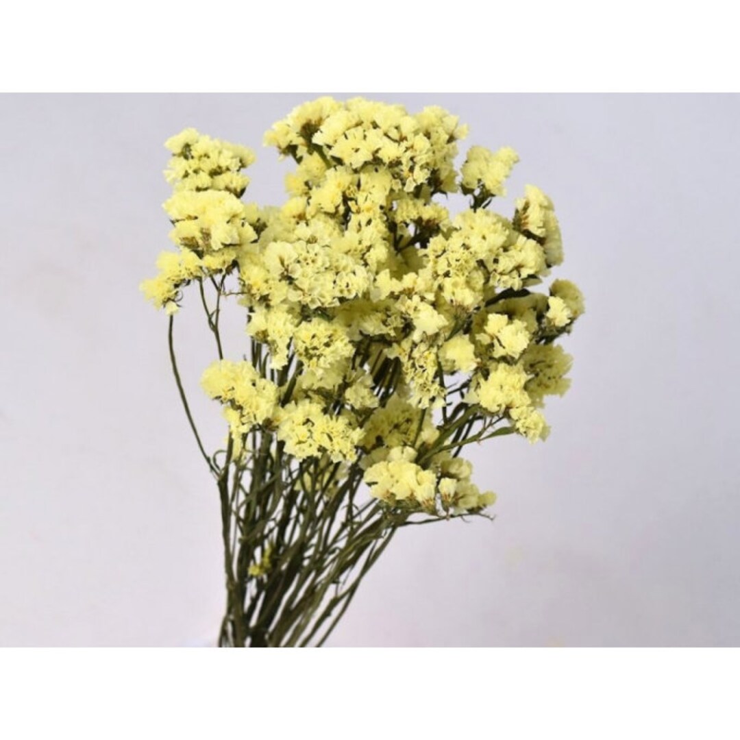 Yellow Statice Limonium Sinuata Flowers, Wedding Flowers , Centrepiece ...