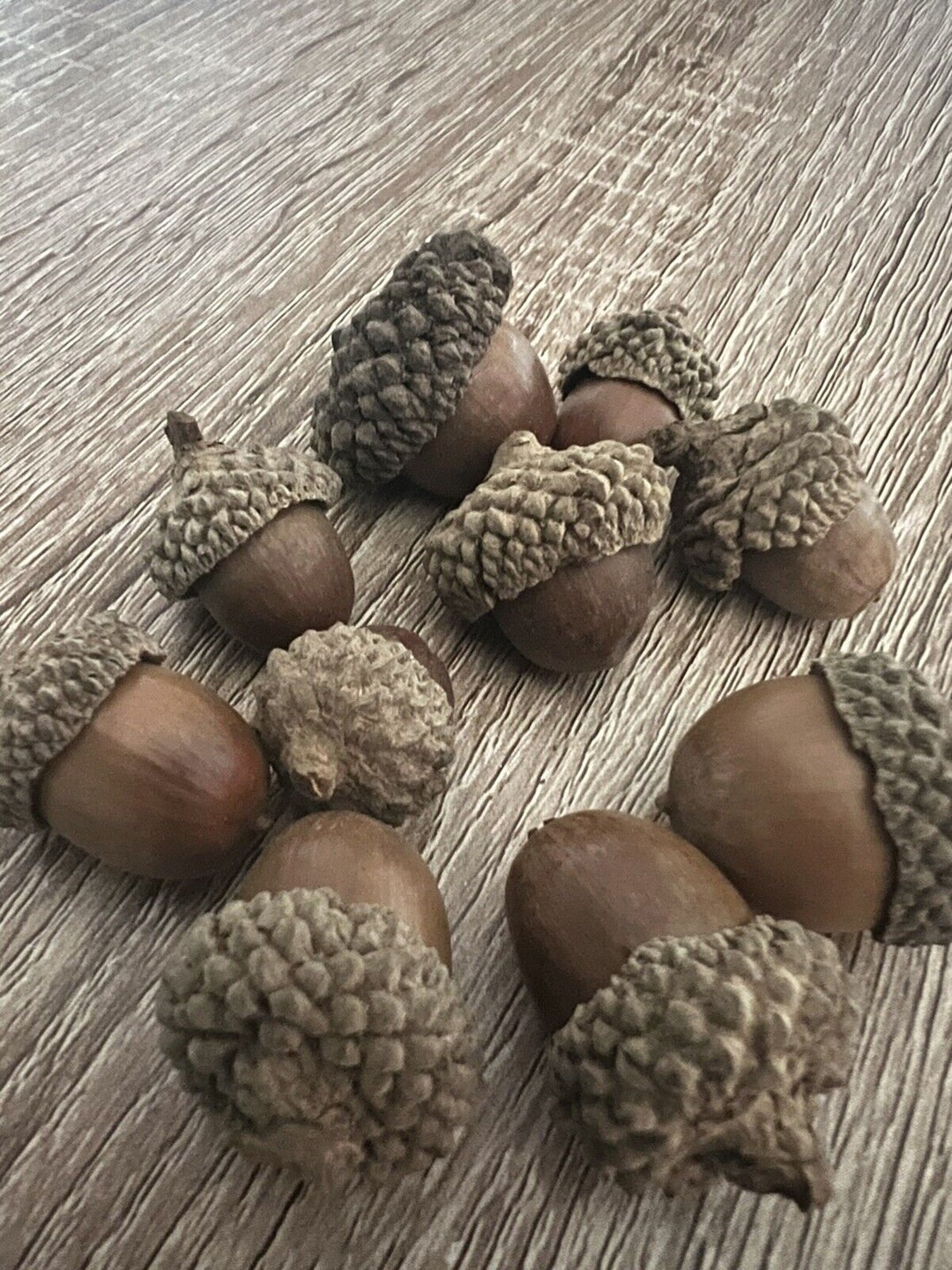 Natural Acorns Nut Autumn Winter Thanksgiving Crafts Home - Etsy UK