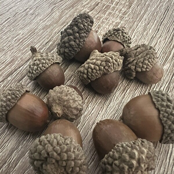Real Acorns - Etsy UK