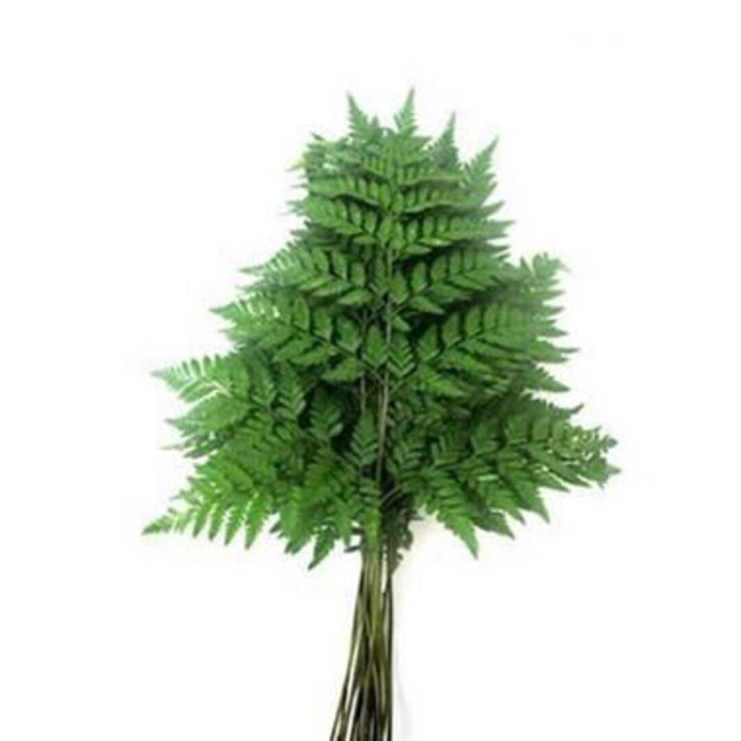 5 Stems Bunch Leather Leaf Dark Green Large Fern 40 Cm Length ...