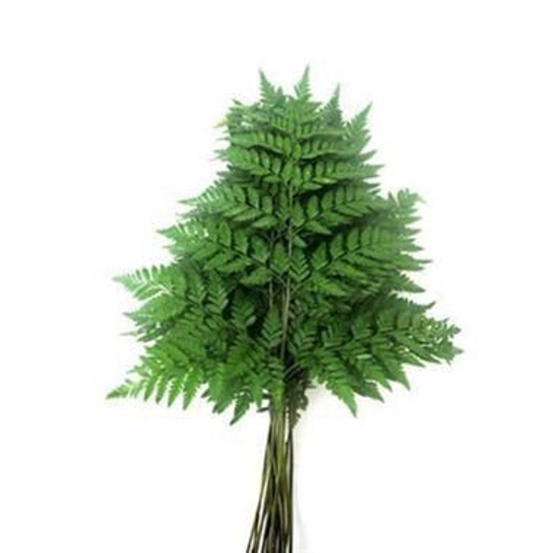 5 Stems Bunch Leather Leaf Dark Green Large Fern 40 Cm Length ...
