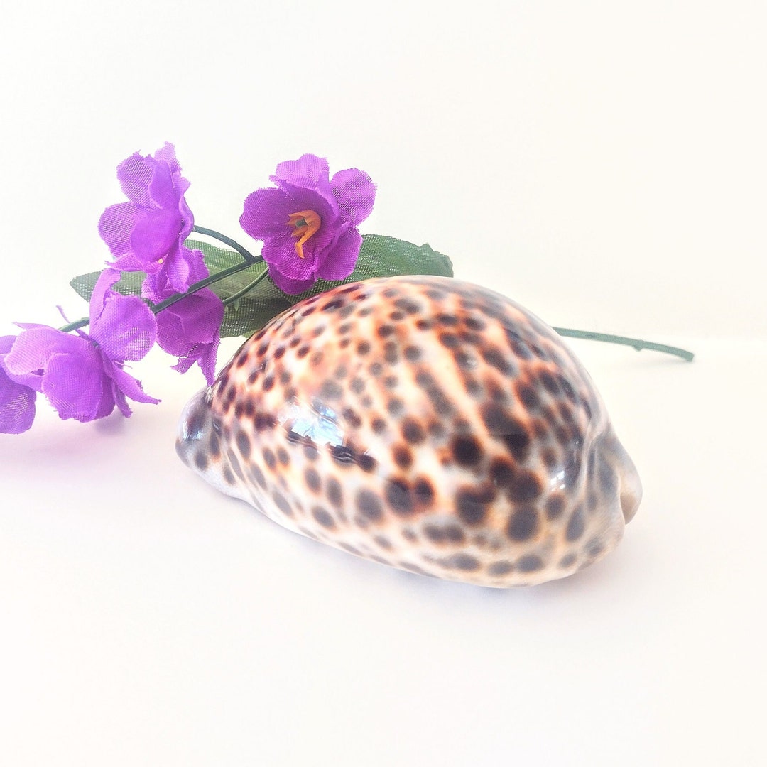 Vintage Tiger Cowrie Shell - Cypraera Tigris Seashell - Beach House ...