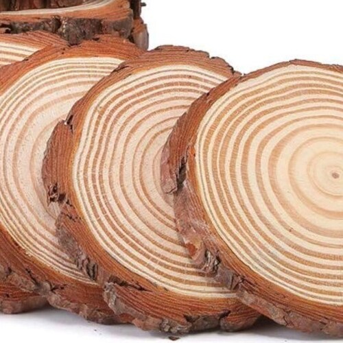 5 Pcs 6 to 7 Sanded Dried Southern Pine Wood Rounds - Etsy