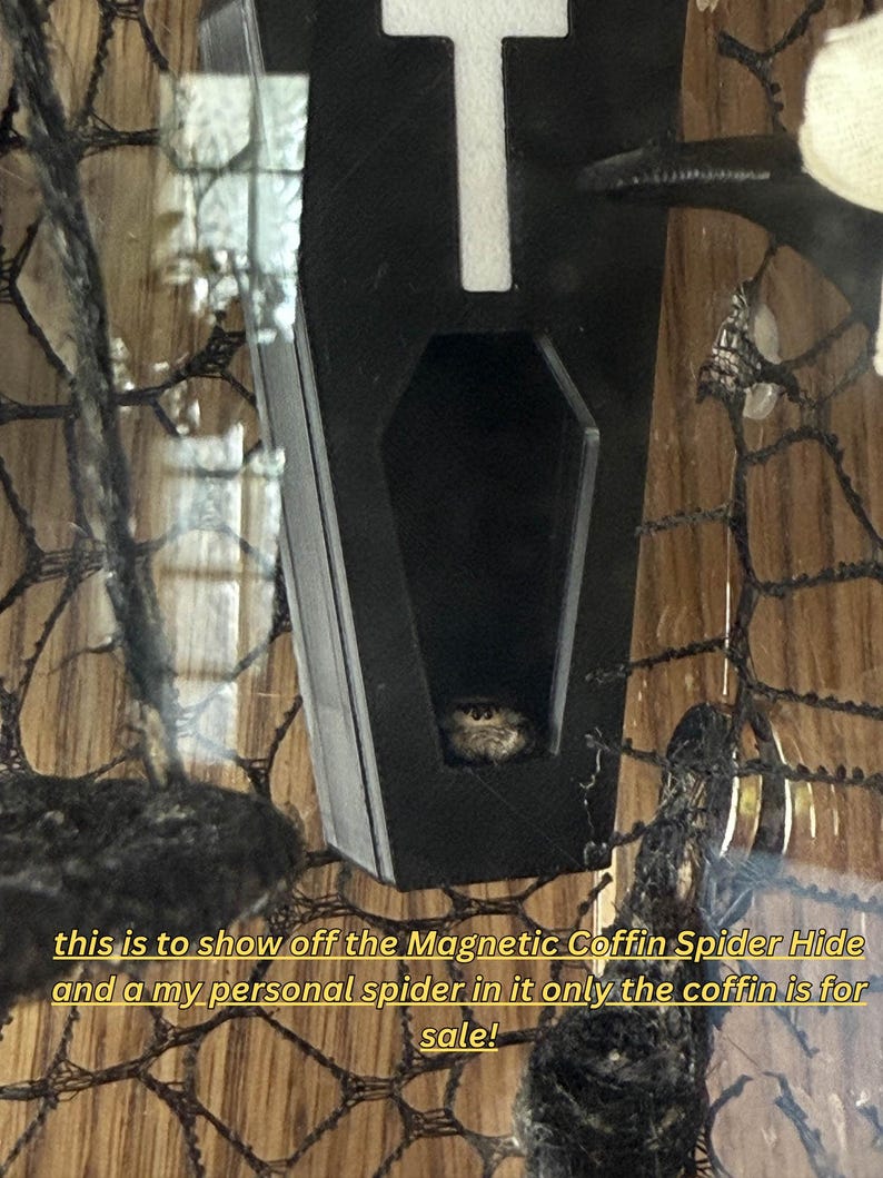 Gothic Chapel Jumping Spider Enclosure – With Coffin Hide, Feeding Dish ...
