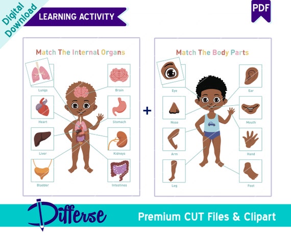 Partes De Cuerpo Educacion Y Cultura Interior Del Cuerpo Humano