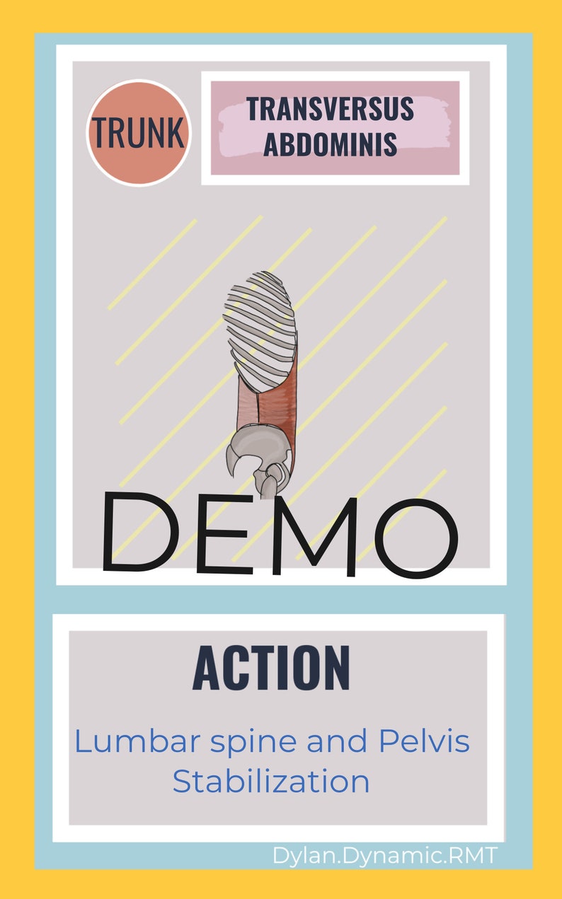 Digital Copy of Muscle Anatomy Trading Cards. EDITION 2 | Etsy