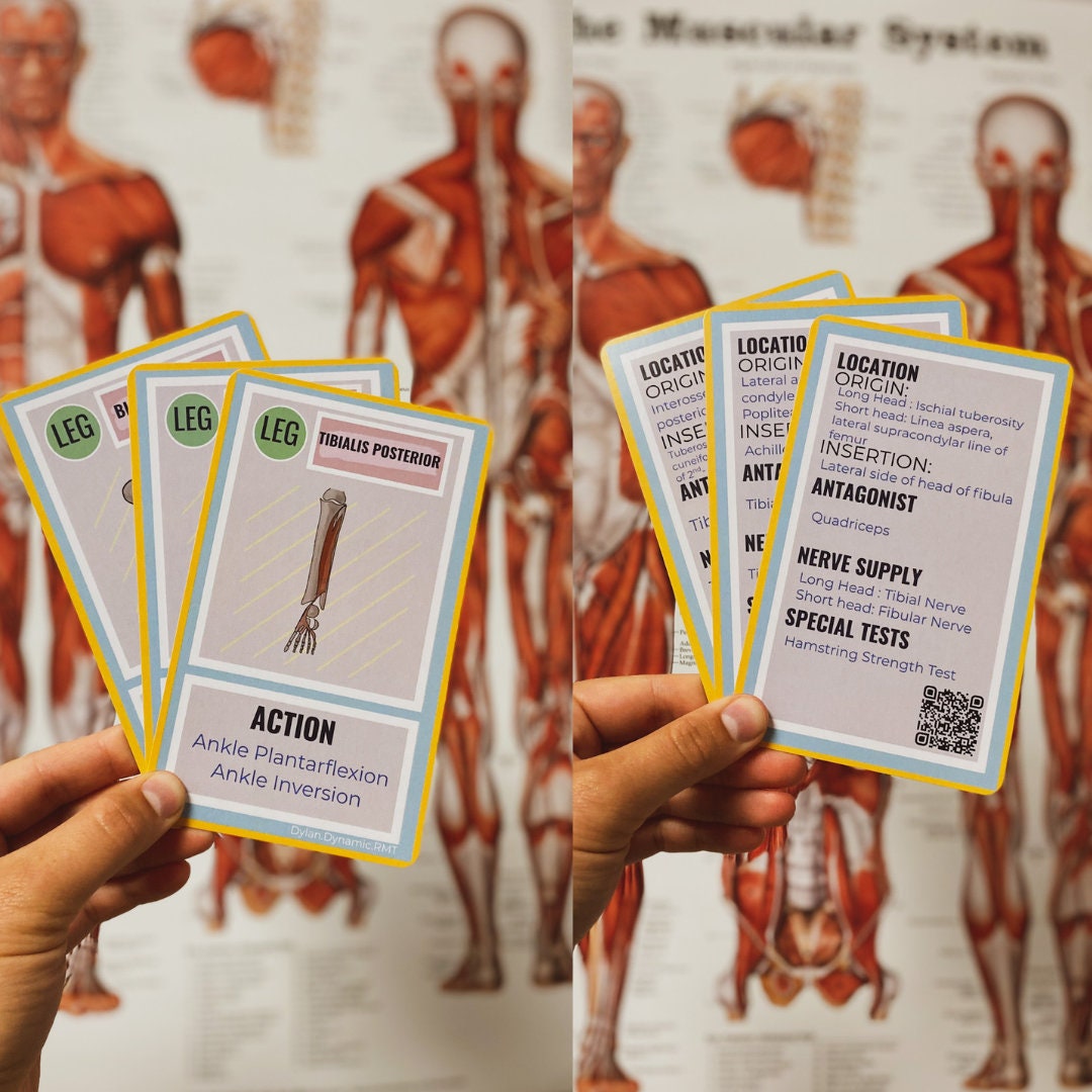 Muscle Flash Cards Etsy