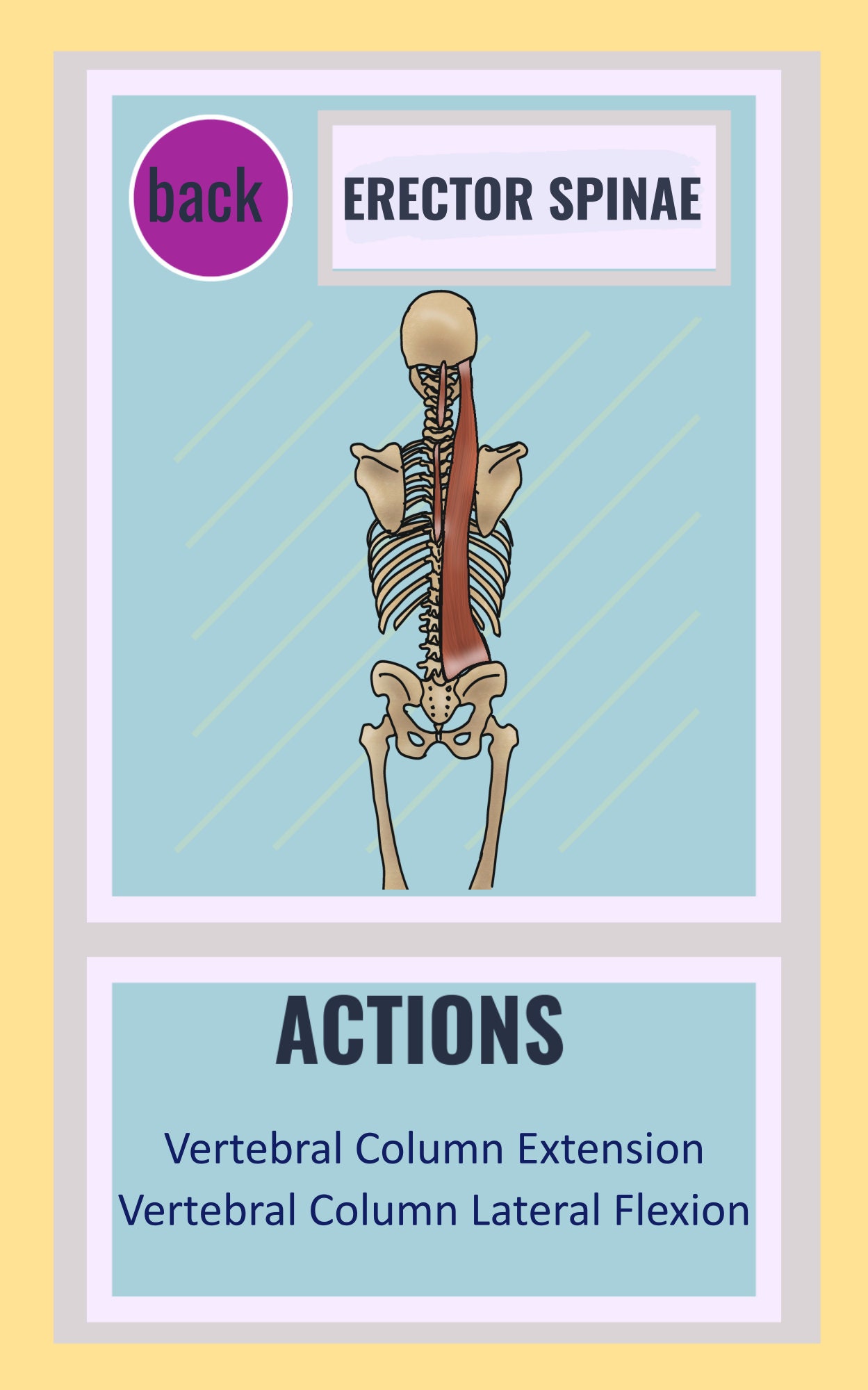 Digital Copy of Muscle Anatomy Trading Cards. THIRD EDITION - Etsy
