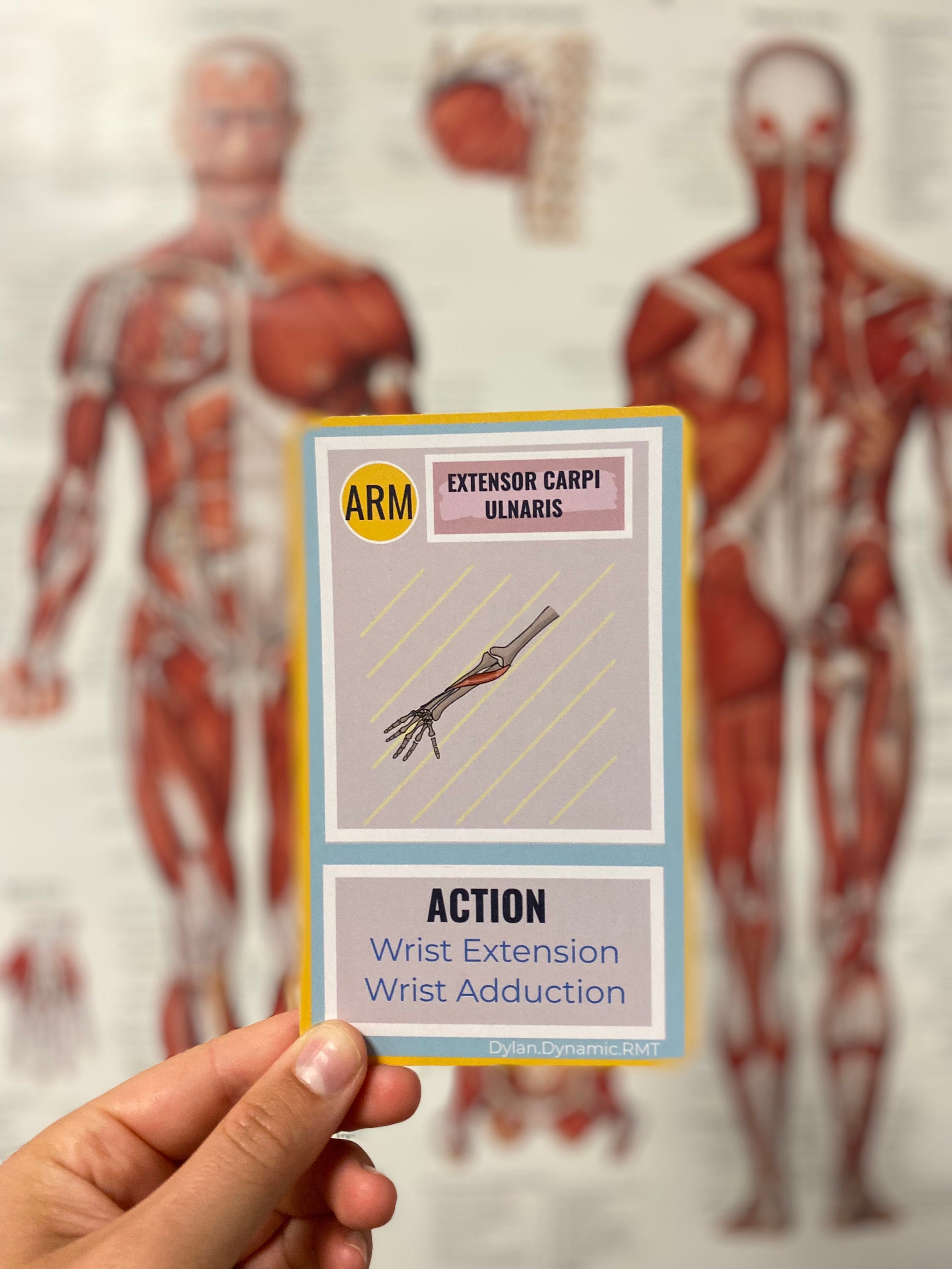 Muscle Flash Cards Etsy