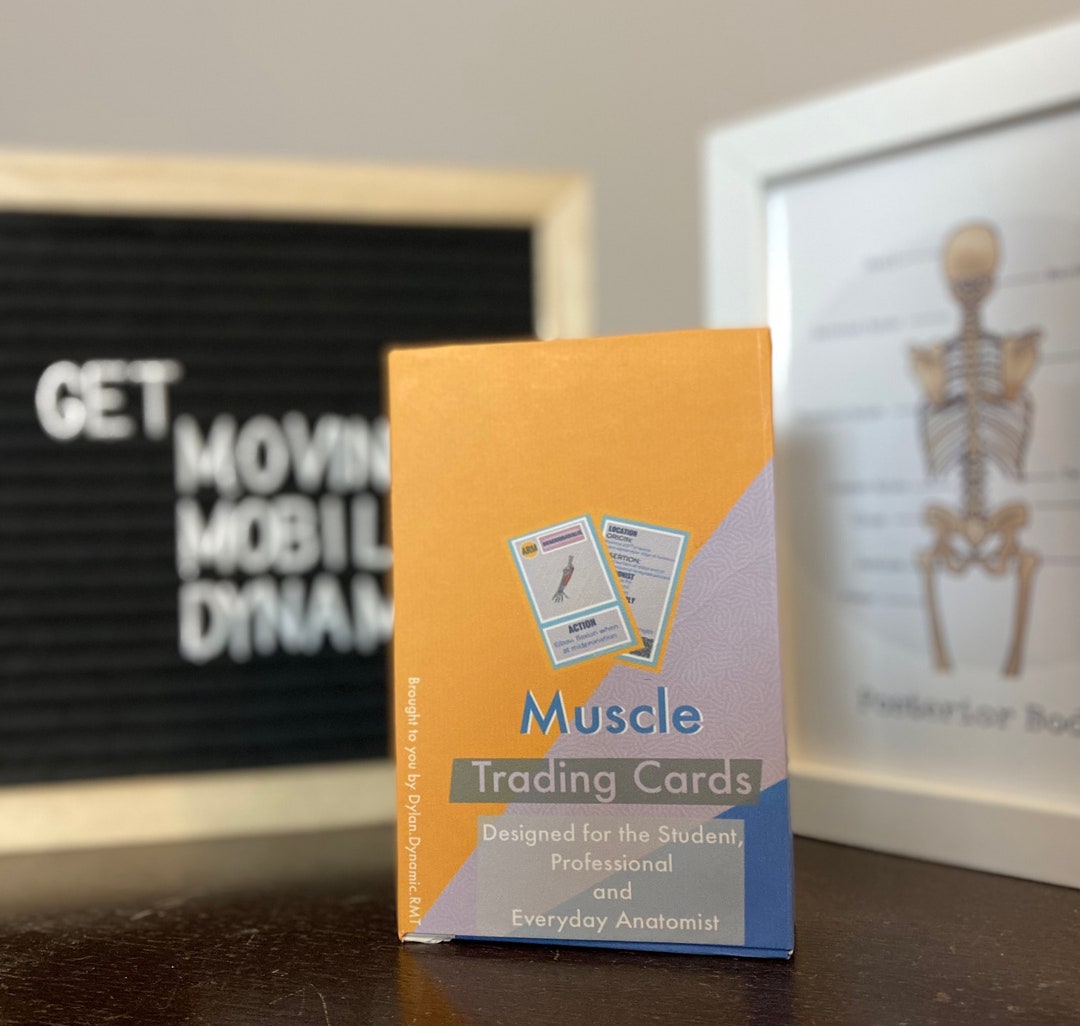 Muscle Flash Cards - Etsy