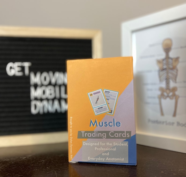Muscle Flash Cards Etsy