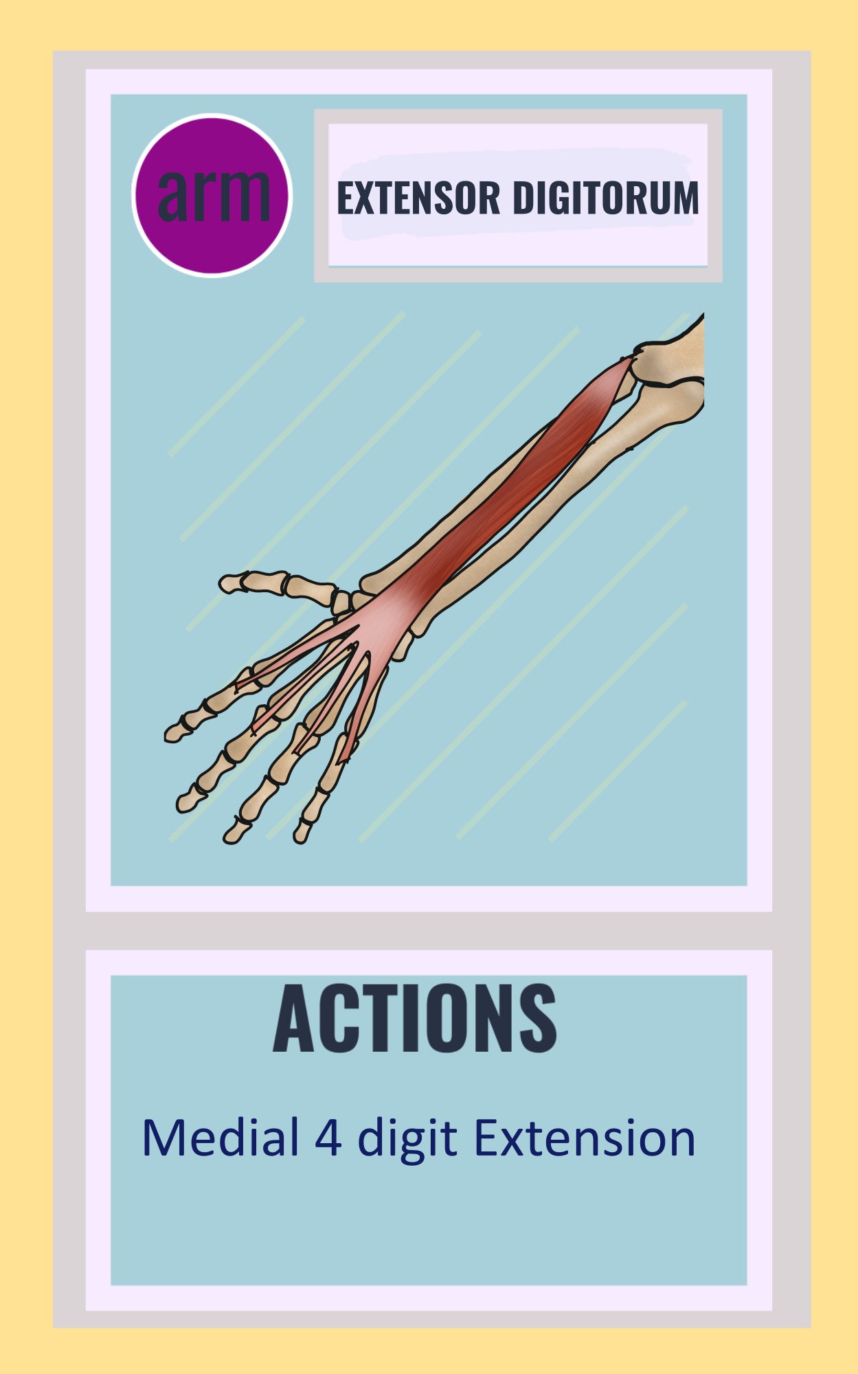 Digital Copy of Muscle Anatomy Trading Cards. THIRD EDITION - Etsy