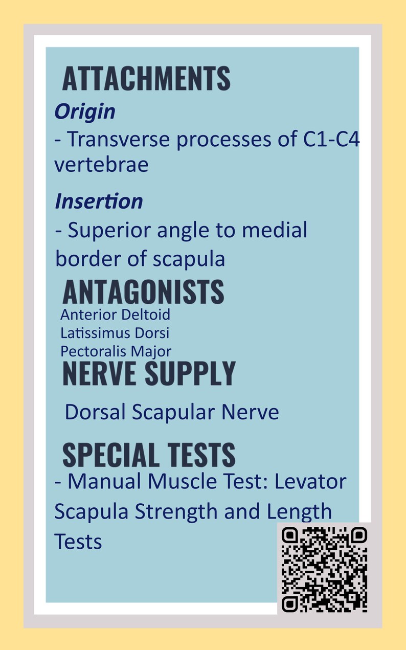 Digital Copy of Muscle Anatomy Trading Cards. THIRD EDITION - Etsy
