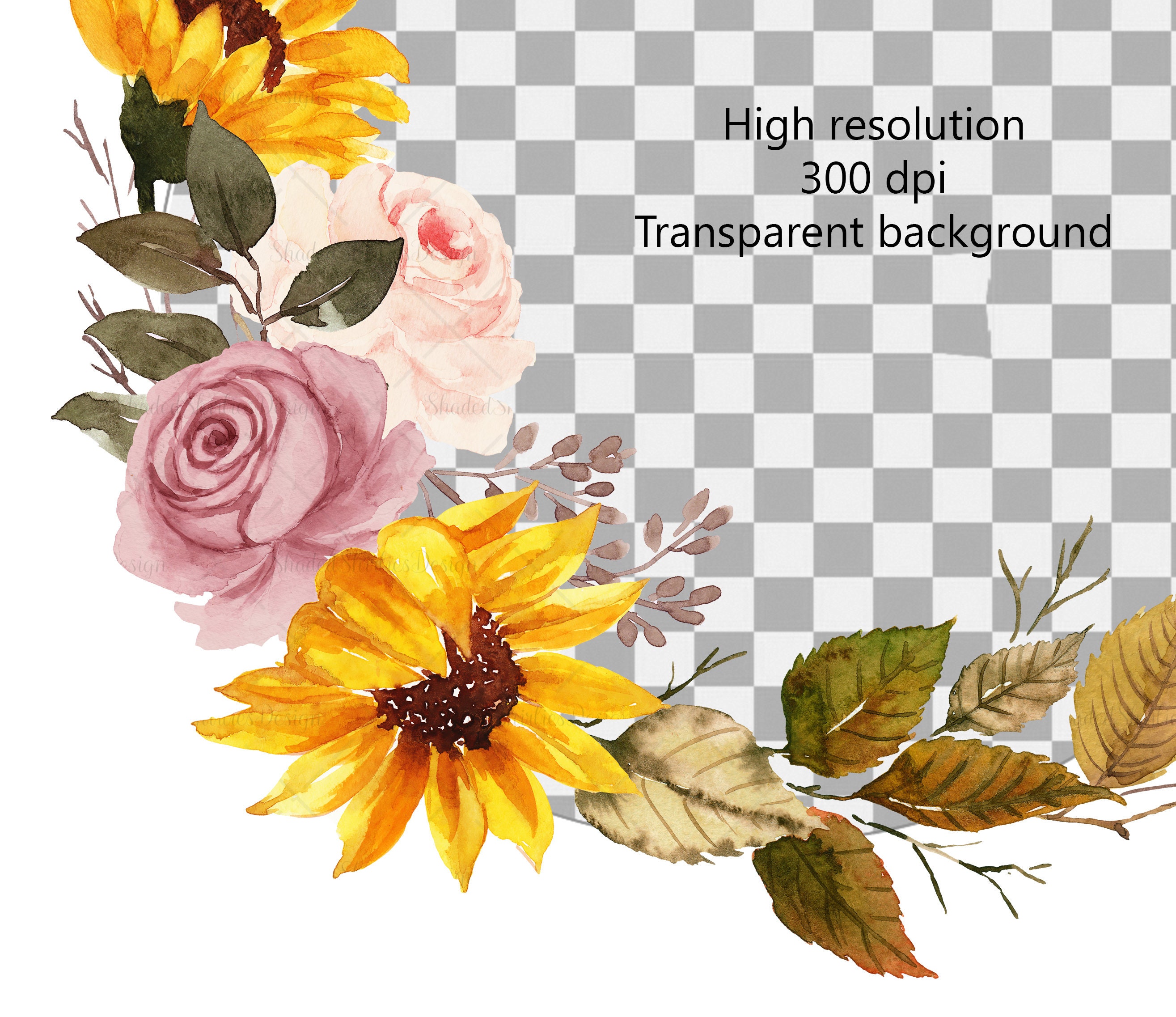 Watercolor Sunflower and Roses Clipart, Blush Roses, Dusty Roses Floral ...