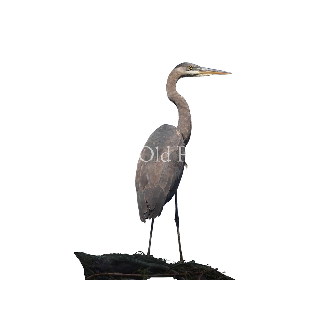 Digitales Overlay zur Fotobearbeitung. Kranich 1. PNG .png - Etsy ...