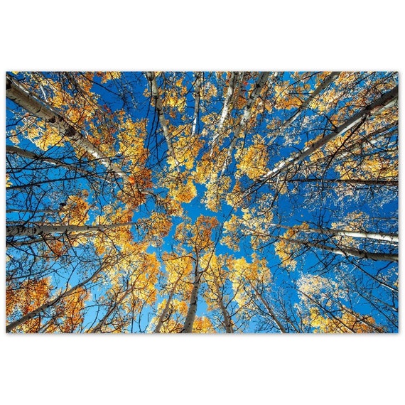Autumn Aspen Trees Print Fall Foliage Acrylic Canvas - Etsy