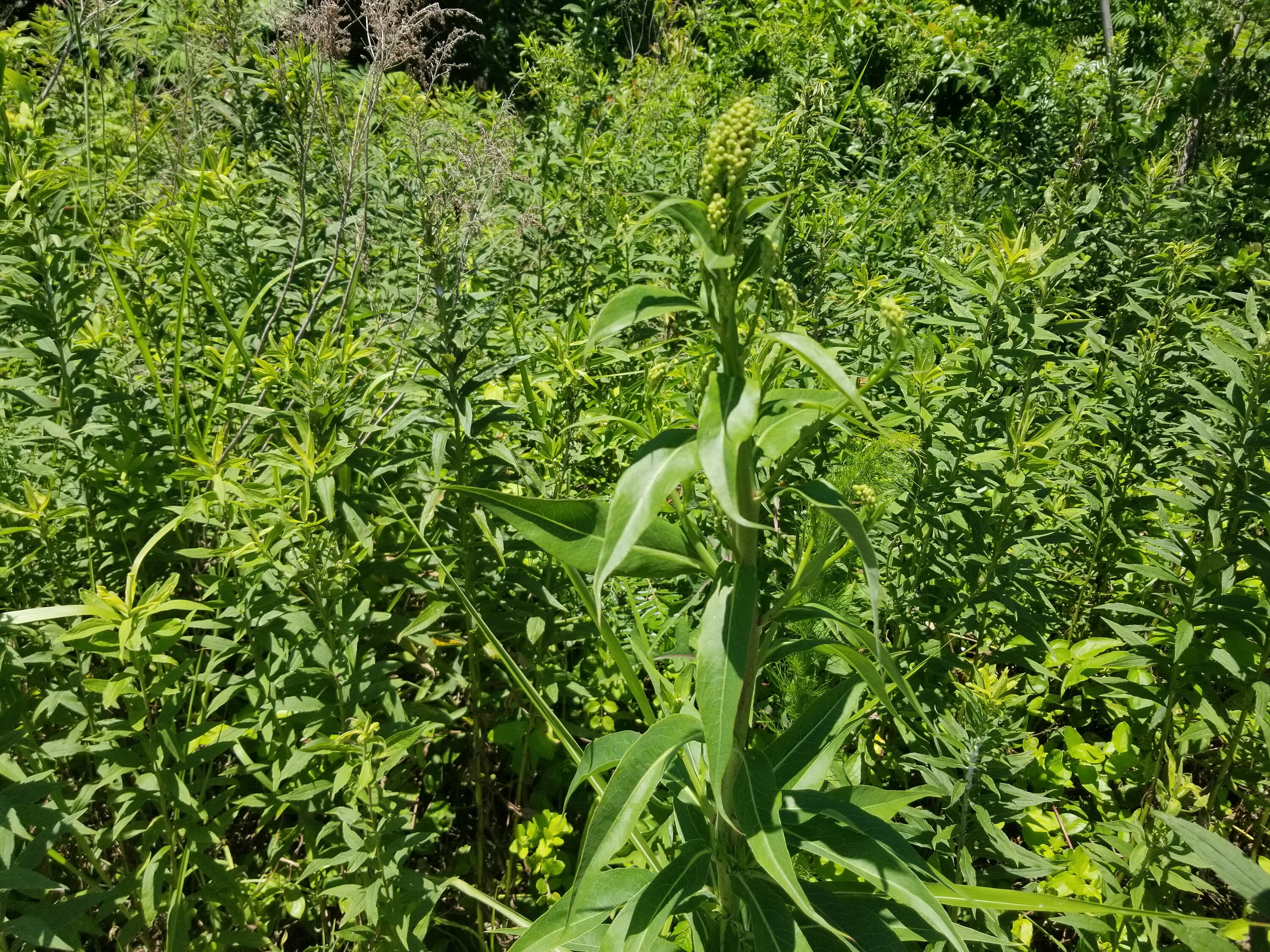 Dried Wild Lettuce Leaf Tea Wild Harvested/organic/canada - Etsy