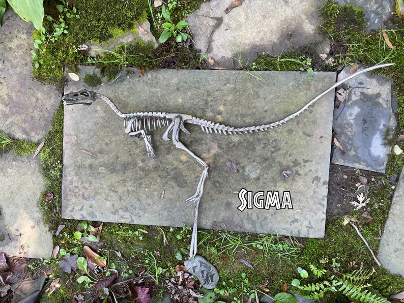 Life Size Steel Compsognathus Skeletons - Etsy