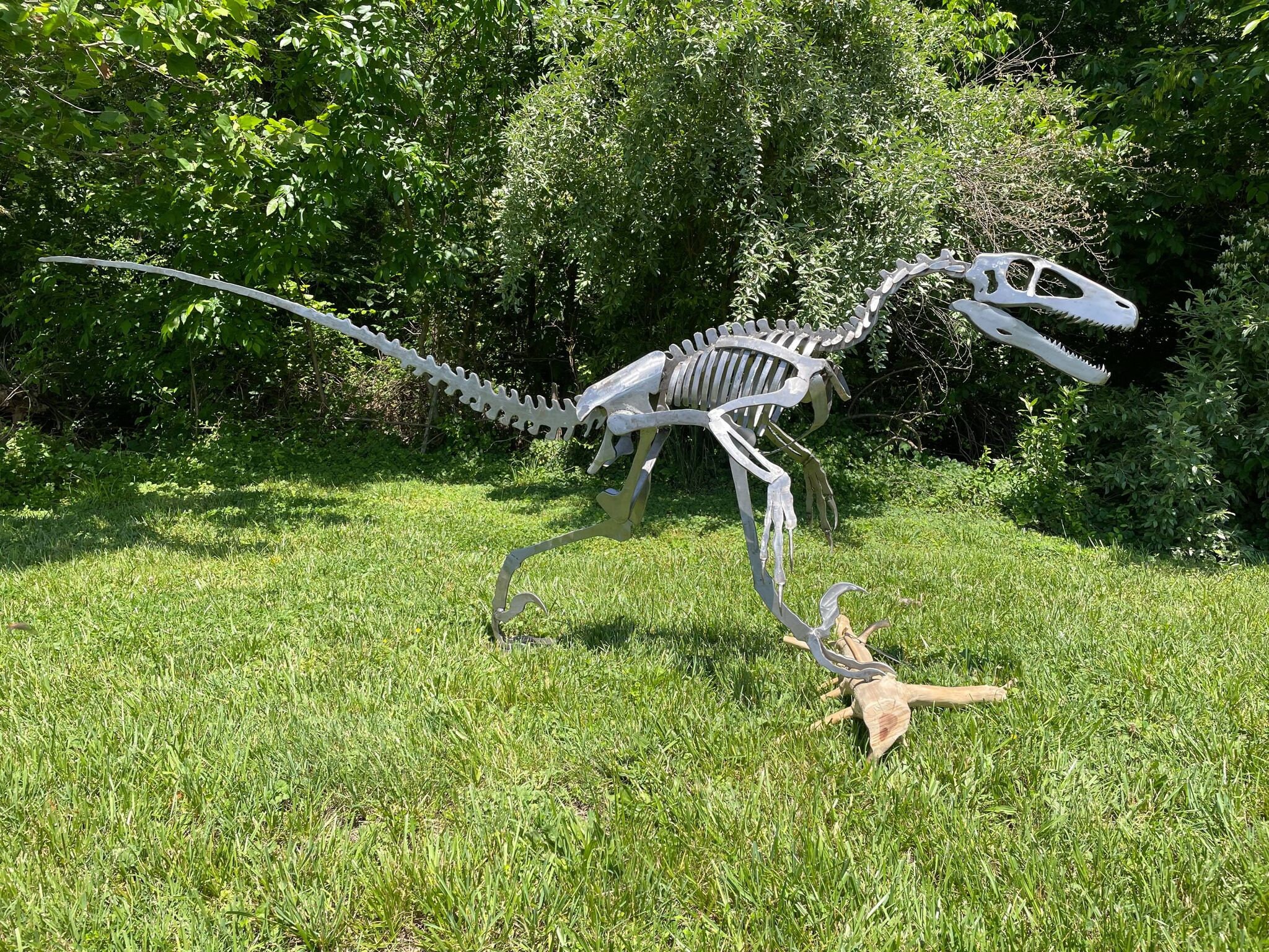 Life Sized Deinonychus Steel Skeleton - Etsy