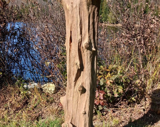 BIG! Driftwood Stump Riser, Cedar Reclaimed Wood Display, Unfinished ...
