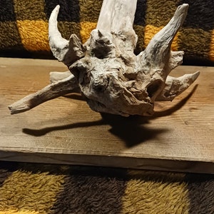 The Amazing Alien Cedar Driftwood Roots, Unfinished Wood Weathered ...