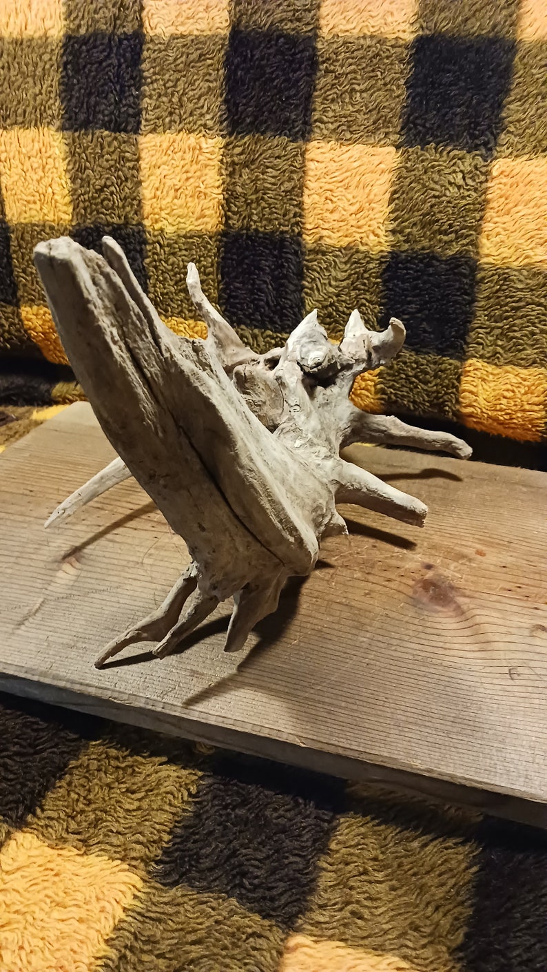 The Amazing Alien Cedar Driftwood Roots Unfinished Wood - Etsy