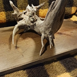 The Amazing Alien Cedar Driftwood Roots, Unfinished Wood Weathered ...