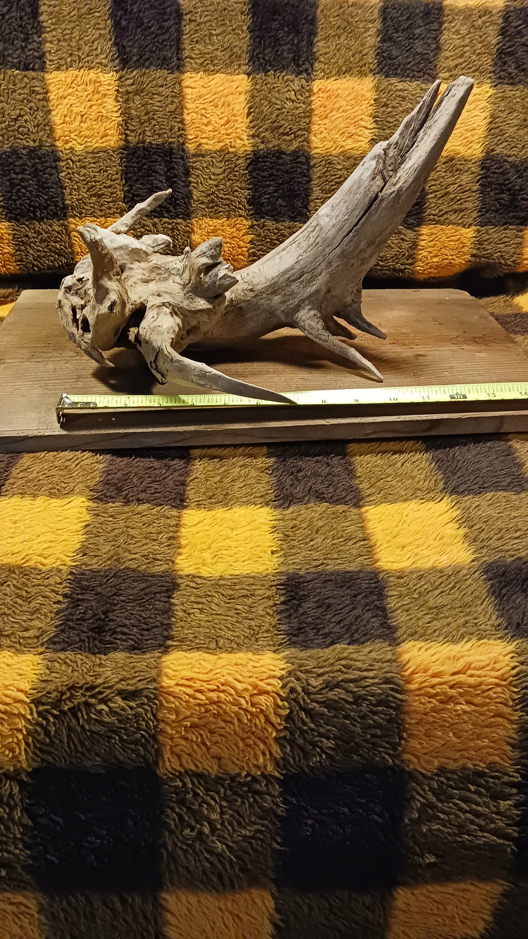 The Amazing Alien Cedar Driftwood Roots Unfinished Wood - Etsy