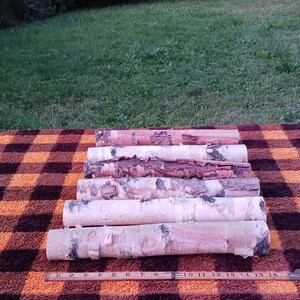 White Birch Logs 16 Inches. 6 Pieces of Natural Tree Branches With ...