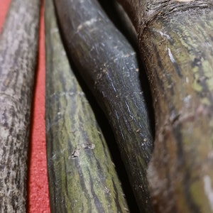 Striped Maple Wooden Poles. 12 Pieces of Natural Tree Branches With ...