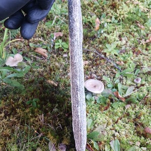 Large Raw Flagstone Natural . Unique Find Flat River Stone From ...